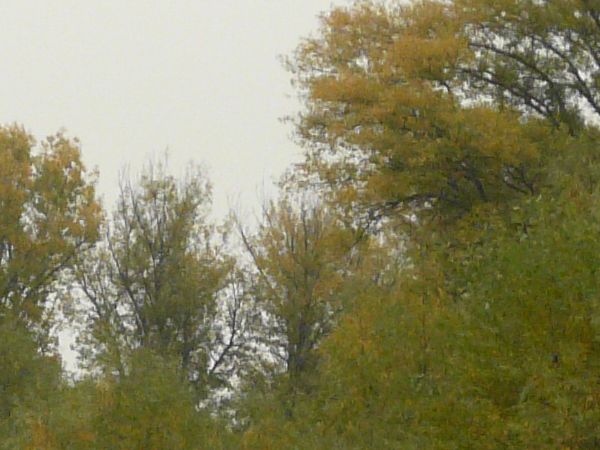 forest side view texture 0007 - Texturelib